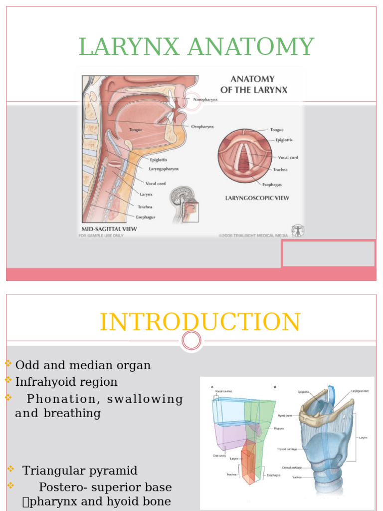 Larynx-Anatomy MBBS BAMS | PDF | Larynx | Human Anatomy
