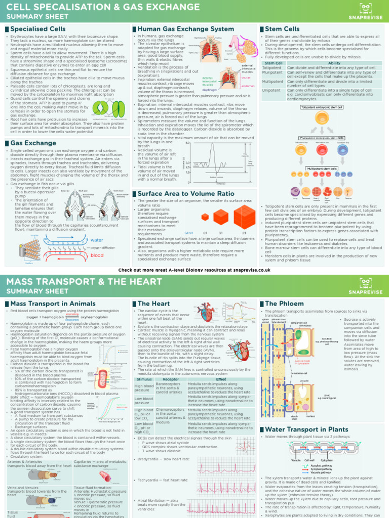 Ocr A Level Biology Cheatsheet Module 3 | PDF | Cell Potency | Heart
