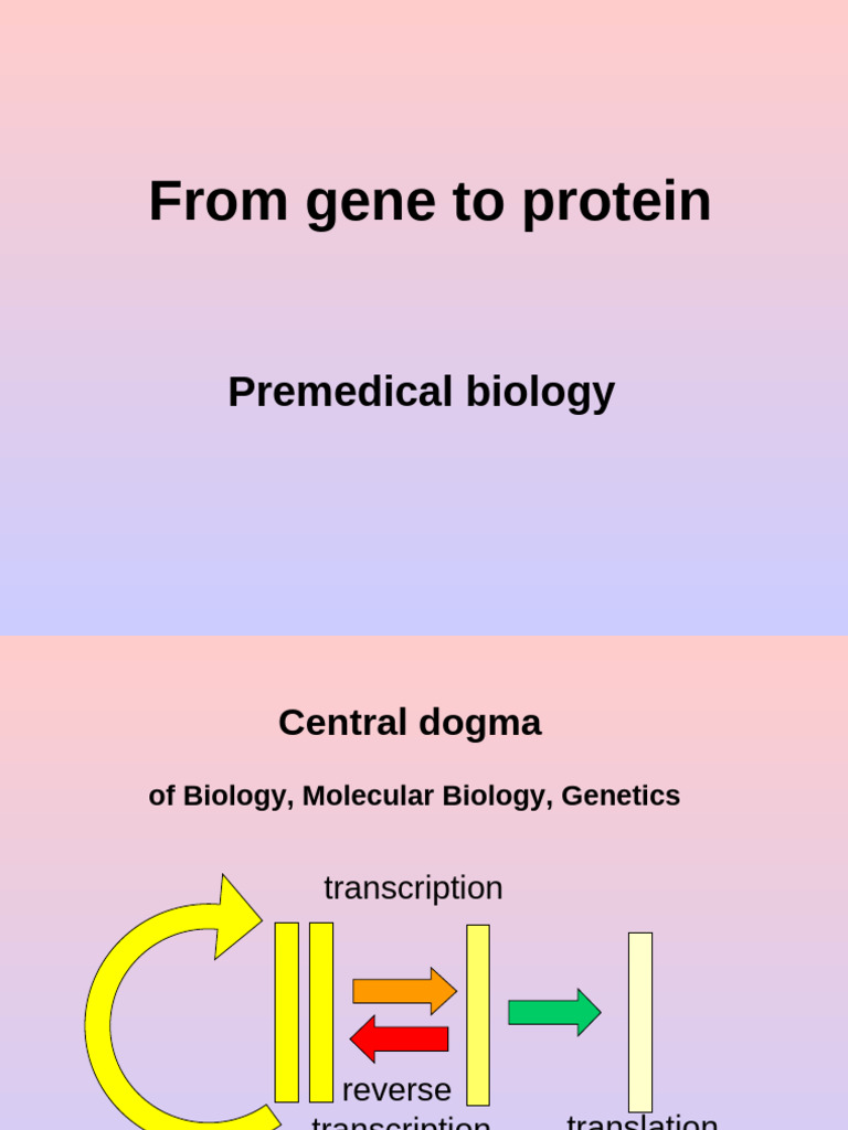 Gene to Protein: Central Dogma Explained | PDF | Translation (Biology ...