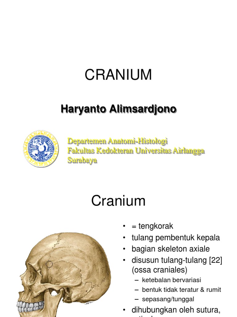 Cranium 1 | PDF