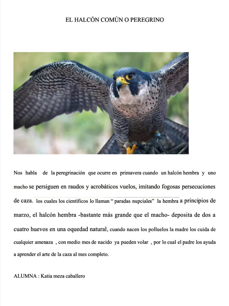Resumen El Halcon Comun o Peregrino | PDF