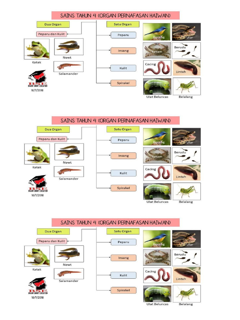Organ Pernafasan Haiwan Nota Pendek | PDF