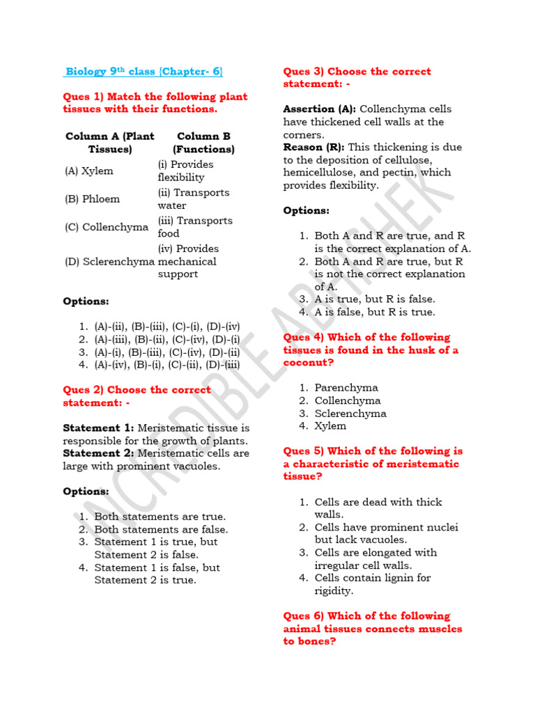 Class 9 Plant Tissues Overview | PDF | Tissue (Biology) | Anatomy