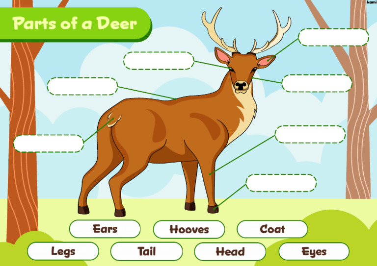 Parts of A Deer | PDF