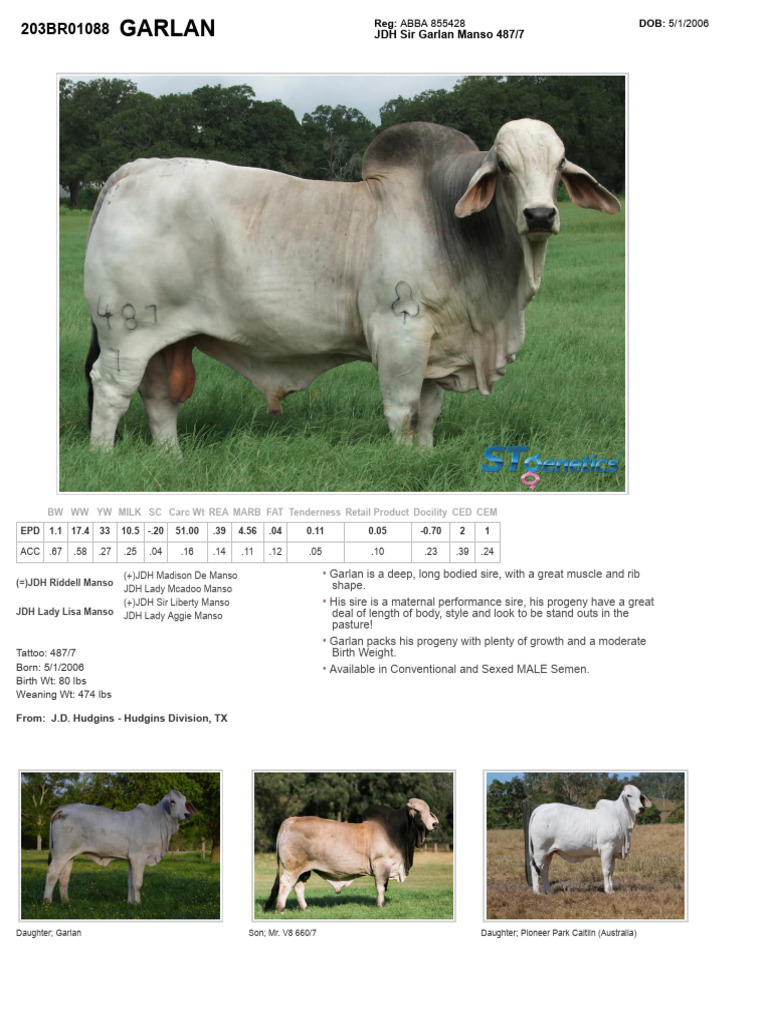Beef Bull - 203BR01088 - JDH Sir Garlan Manso 487 - 7 | PDF