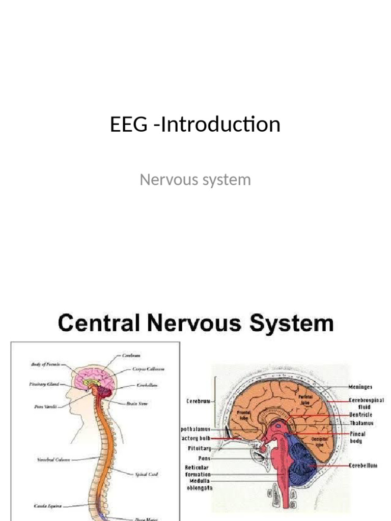 17 Electroencephalogram 07 Aug 2018 - Reference Material I - EEG ...