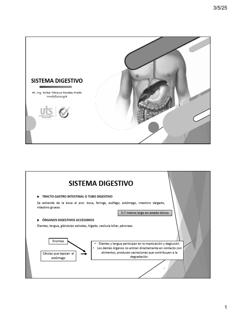 Sistema Digestivo-1 | PDF | Digestión | Sistema digestivo humano