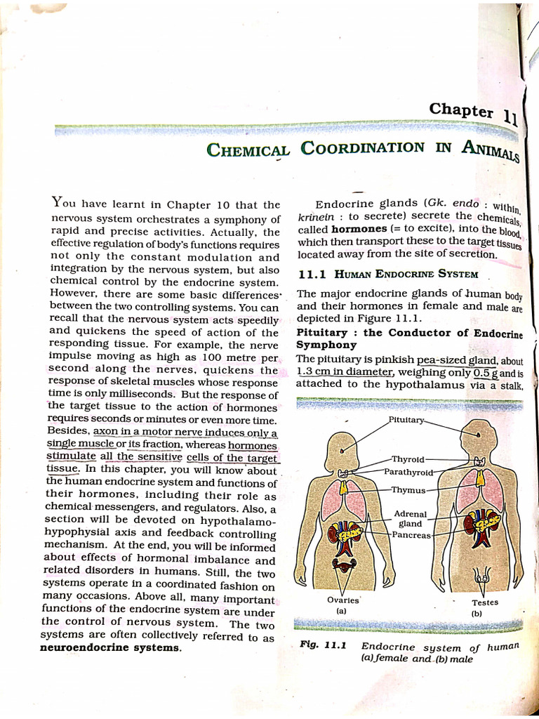 Endocrine System NCERT (OLD) | PDF