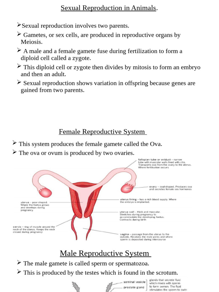 Sexual Reproduction in Animals | PDF | Menstrual Cycle | Sexually ...