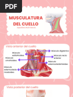 Anatomía de los músculos del cuello | PDF | La columna vertebral | Vértebra