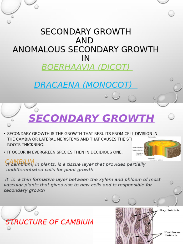 Anomalous Secondary Growth in Boerhaavia | PDF | Plant Stem | Botany