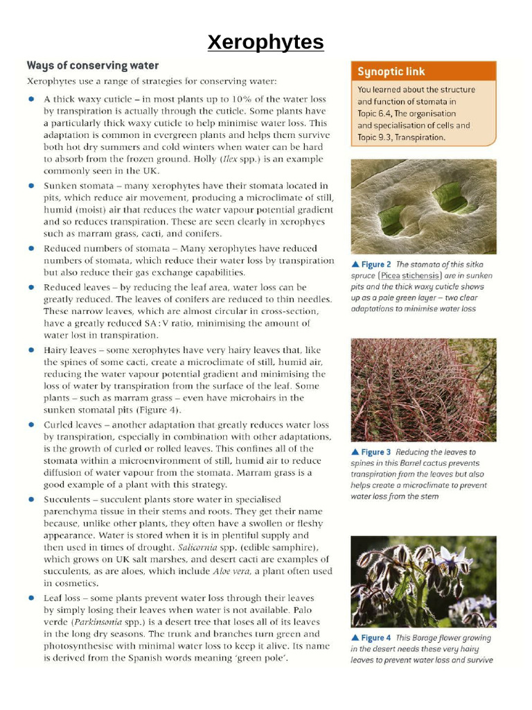 Xerophytes Information | PDF