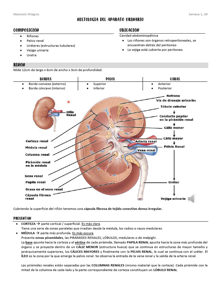 1 - Listo Histologia Del Aparato Urinario | PDF | Riñón | Anatomía