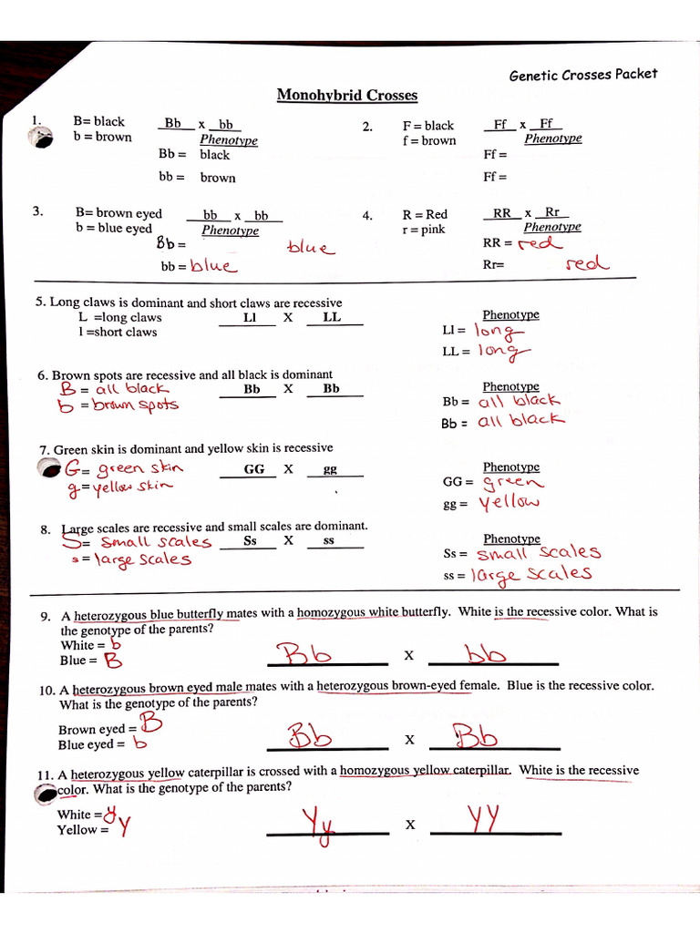 Genetic Crosses Packet KEY PDF | PDF