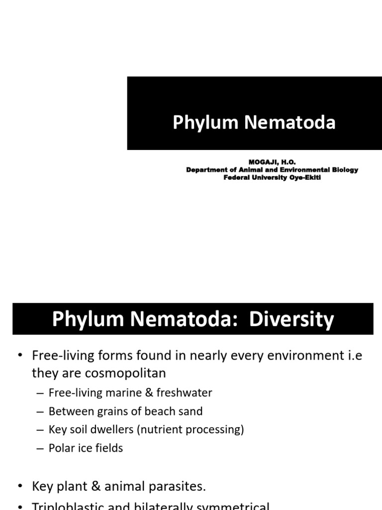 BIO 102 Phylum Nematoda. | PDF | Nematode | Digestion