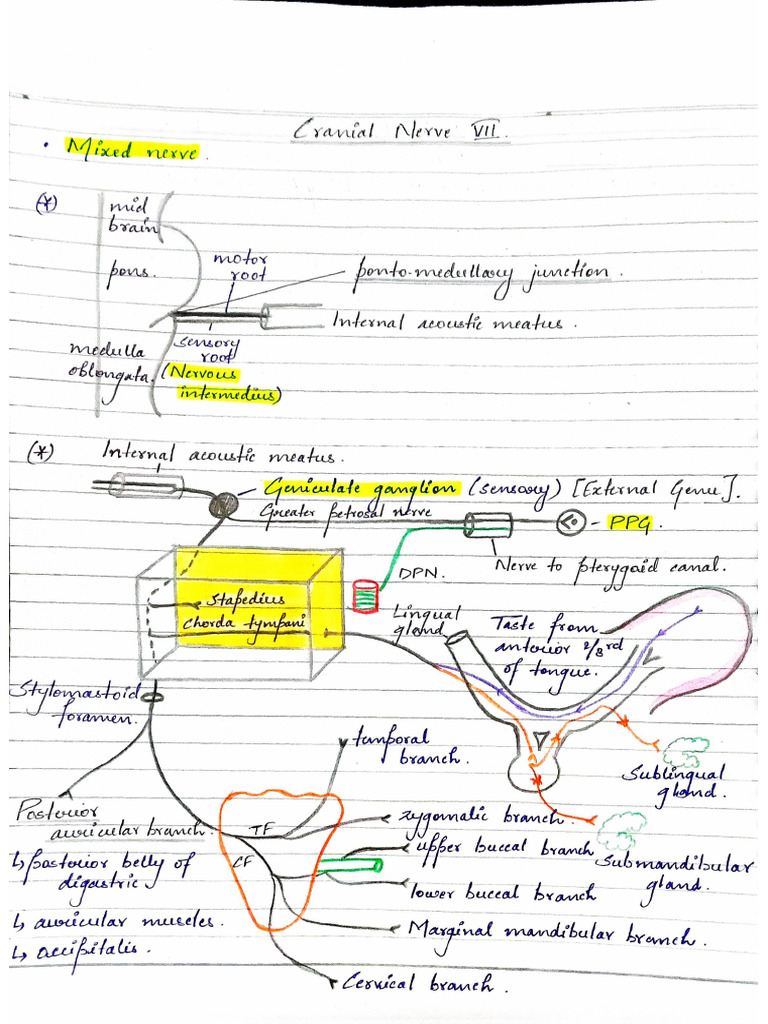 Cranial Nerve 7 | PDF