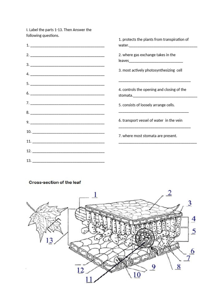 Leaf Cross-Section Starch & Reducing Sugar Test CW1 | PDF