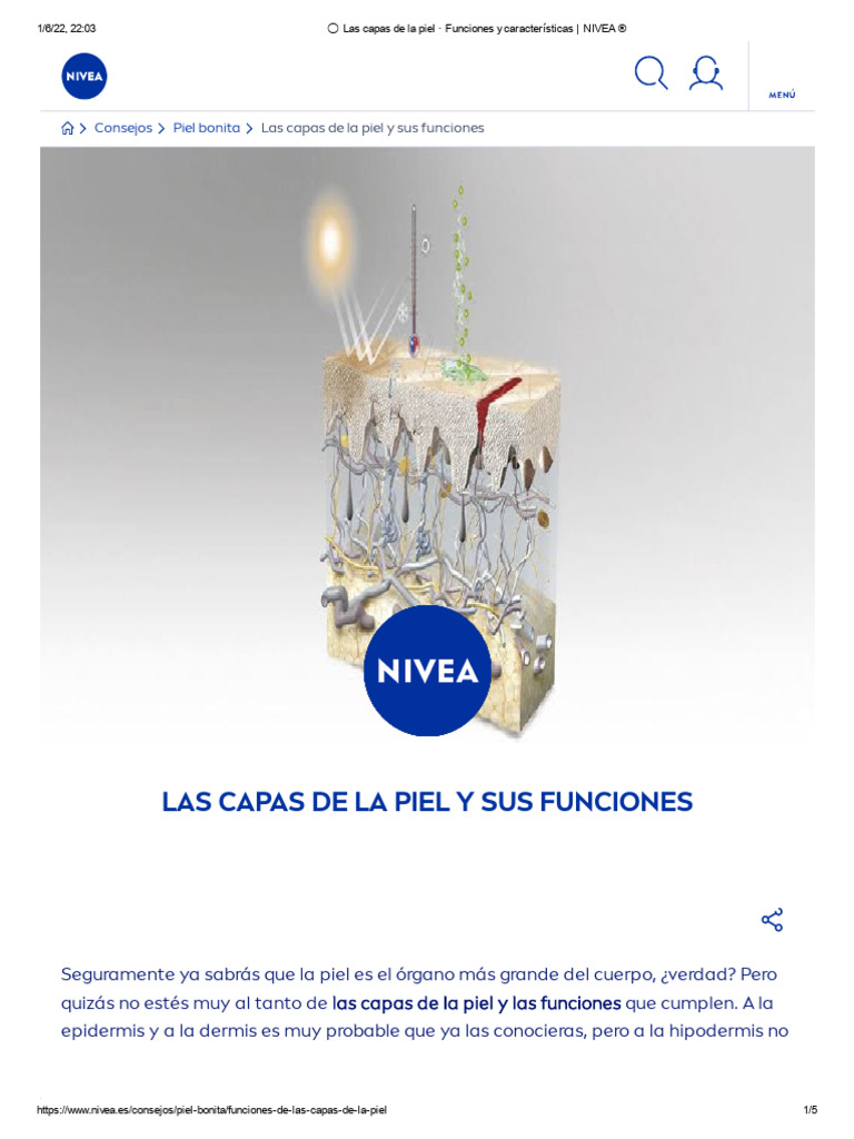 Las Capas de La Piel Funciones y Características | PDF | Piel | Epidermis