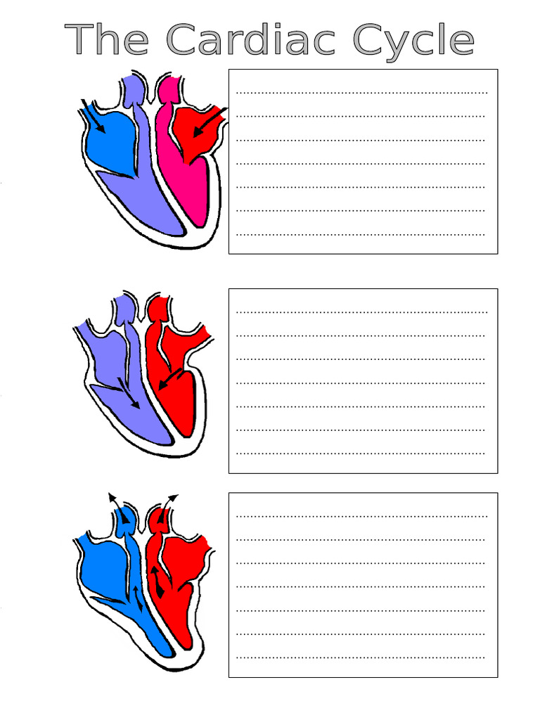 5.2 Cardiac Cycle Worksheet | PDF