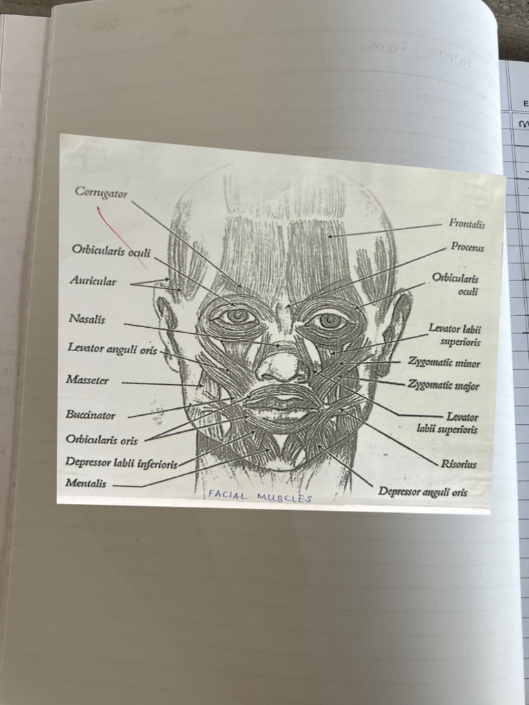 Motor Points of Facial Muscles | PDF