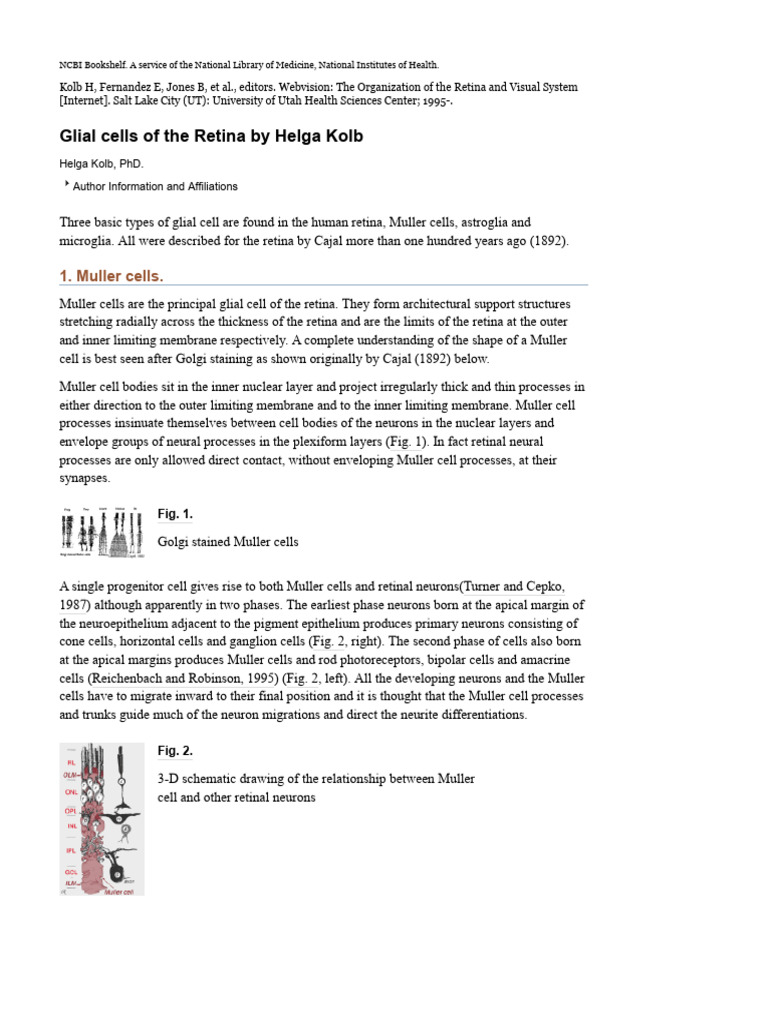 Glial Cells of The Retina by Helga Kolb - Webvision - NCBI Bookshelf ...