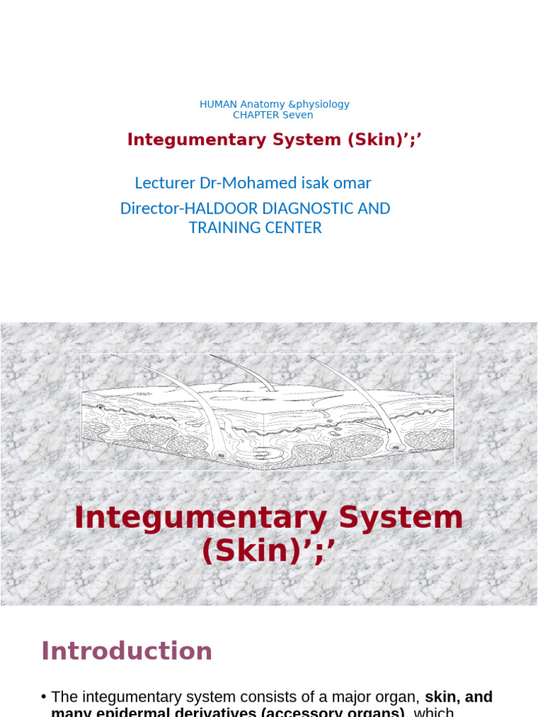 Chapter Seven Integumentary System | PDF | Skin | Integumentary System
