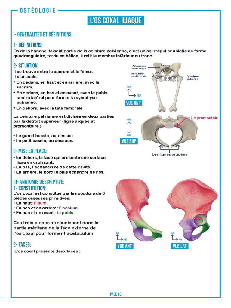 Anatomie Page-0006 | PDF