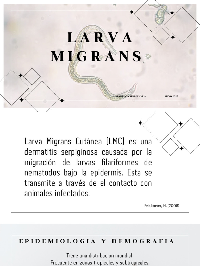 Larva Migrans | PDF | Piel
