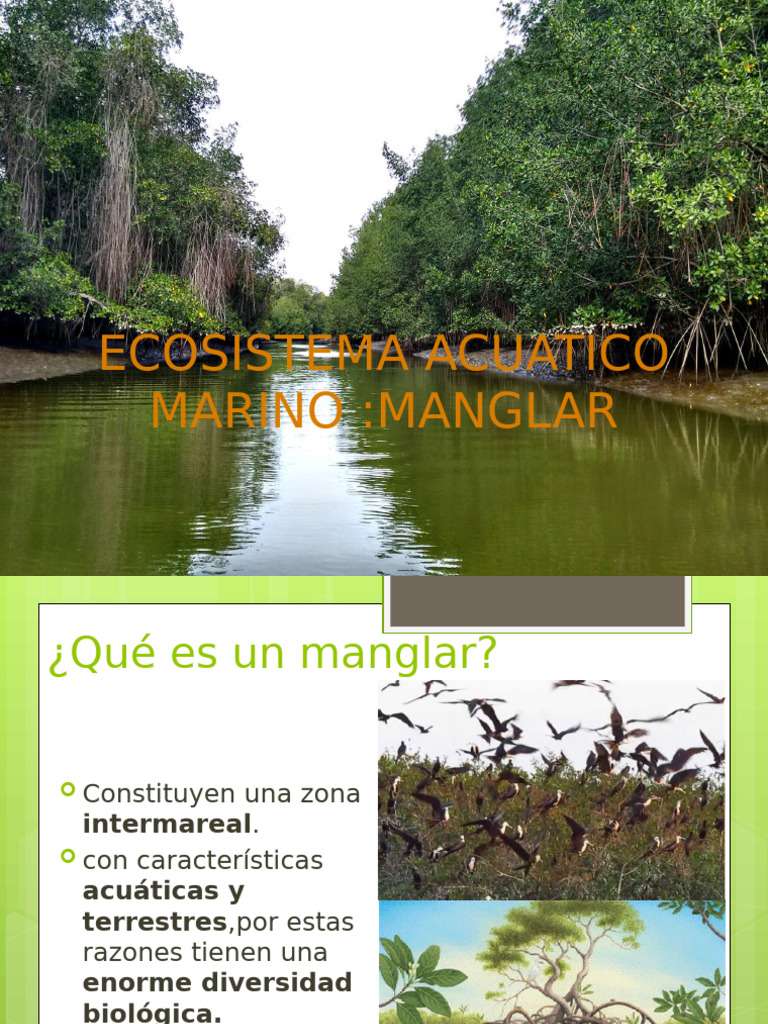 Ecosistema Manglar | PDF | Biología | Ecología