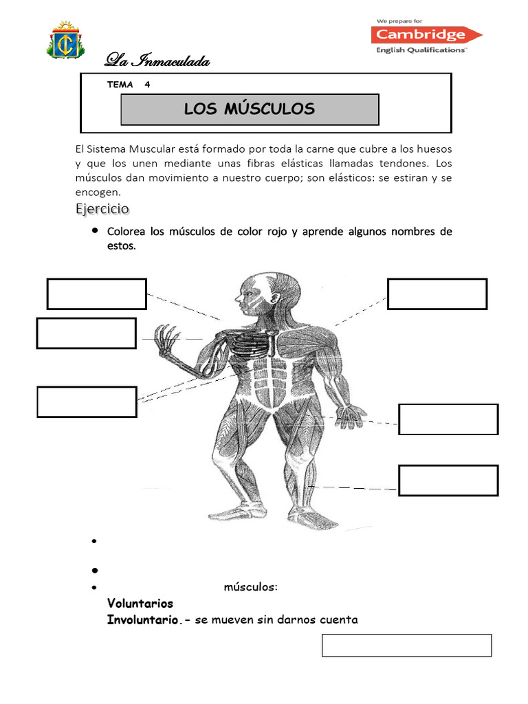 Actividades sobre el Sistema Muscular Infantil | PDF