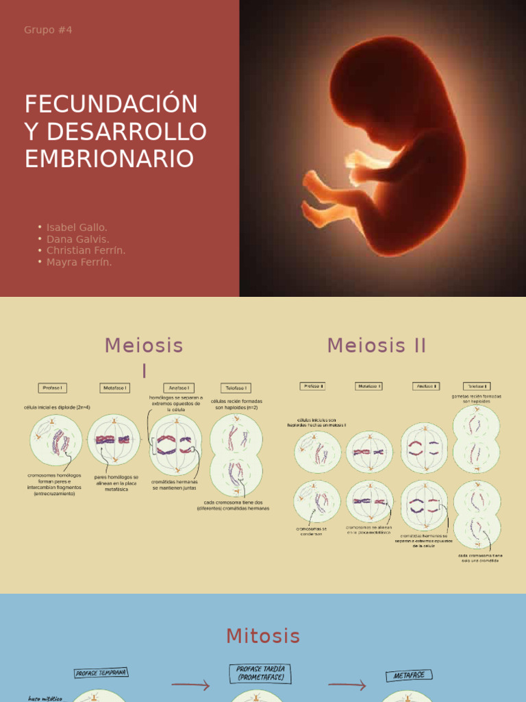 Fecundación y Desarrollo Embrionario | PDF | Embrión | Zoología