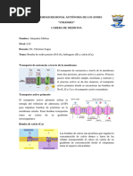 Función y Mecanismo de Bombas de Calcio | PDF | Calcio | Membrana celular