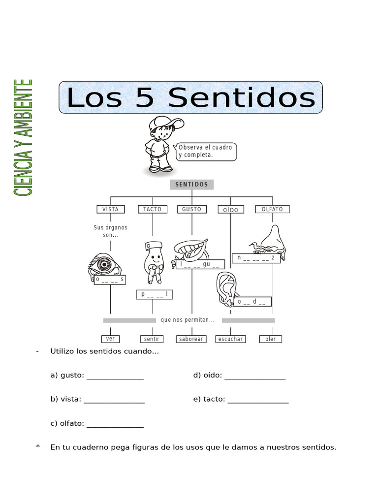 Ficha de Los 5 Sentidos para Tercero de Primaria | PDF | Ojo ...