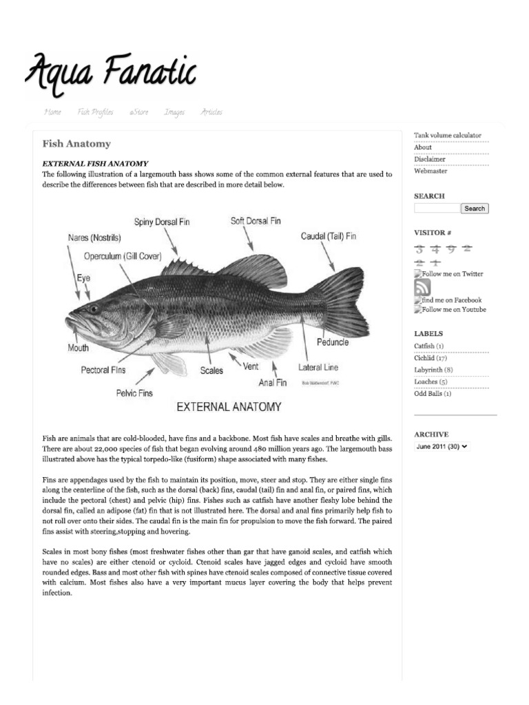 External and Internal Anatomy | PDF