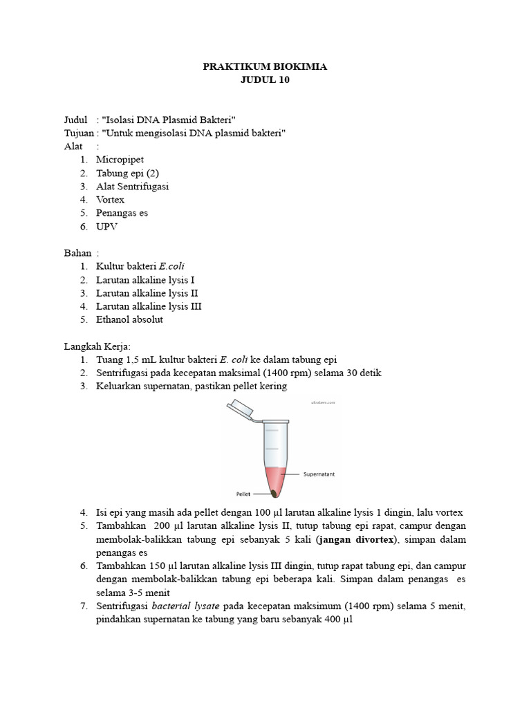 Isolasi DNA Plasmid E. coli | PDF