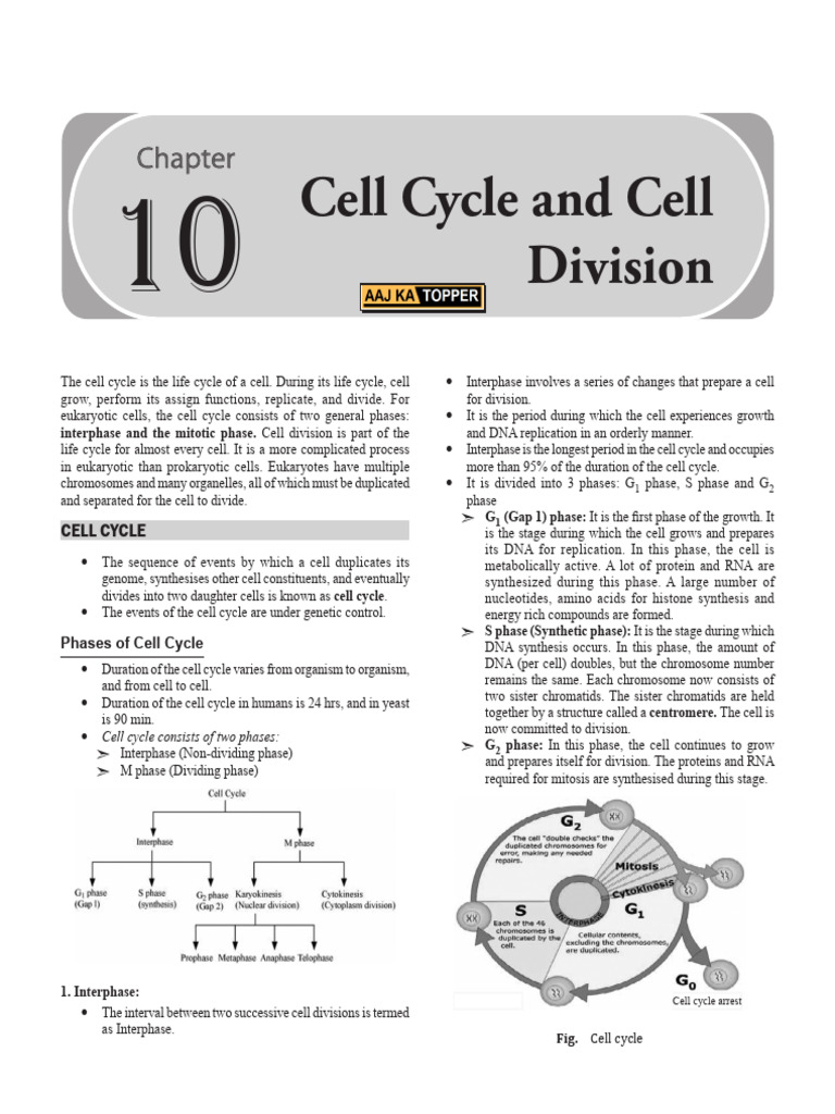Cell Cycle and Cell Division - 100808 | PDF | Mitosis | Cell Cycle
