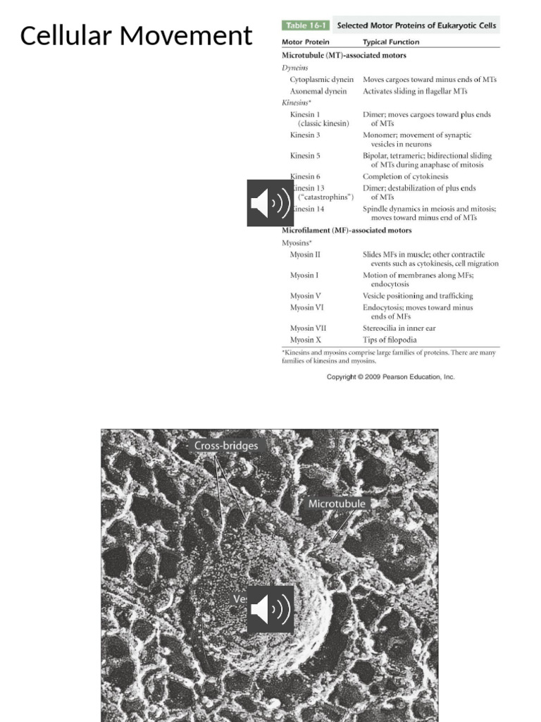 Cellular Movement and Mechanisms | PDF