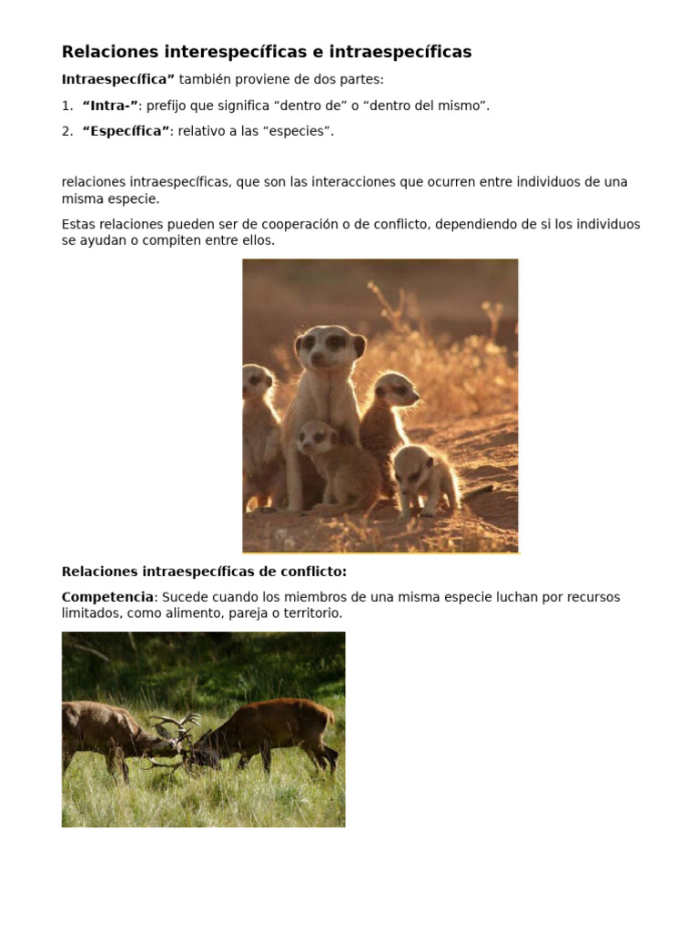 Relaciones Intraespecíficas e Interespecíficas | PDF | Abejas | Biología