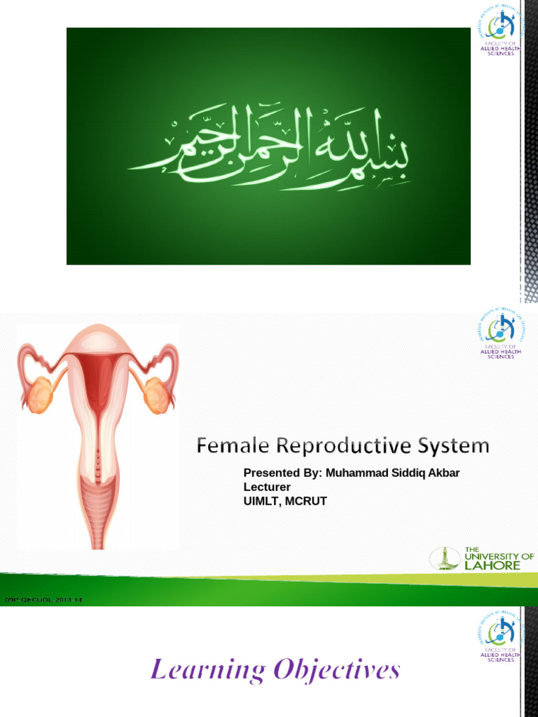 Lecture 14 (Female Reproductive System Lecture) | PDF | Labia | Vagina