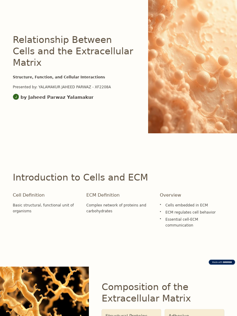 Cells and Extracellular Matrix Dynamics | PDF | Extracellular Matrix ...