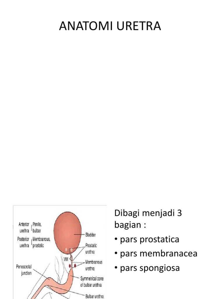 Anatomi Uretra | PDF