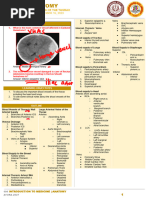 Understanding Batson's Plexus Anatomy | PDF | Vertebra | Vein