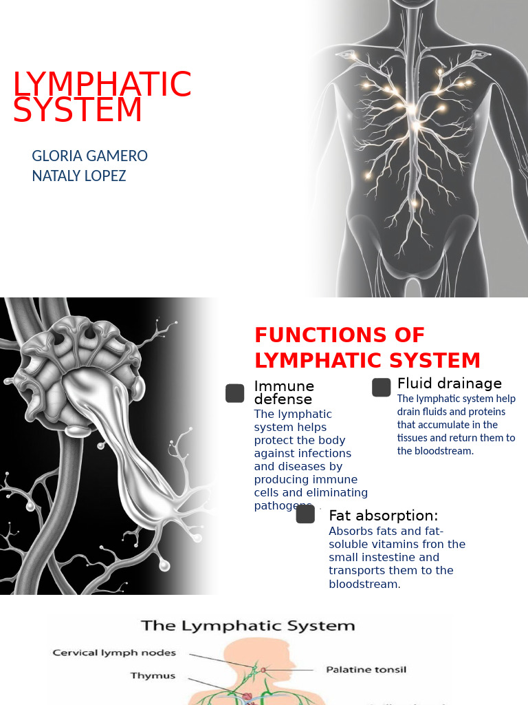System Lymphatic | PDF