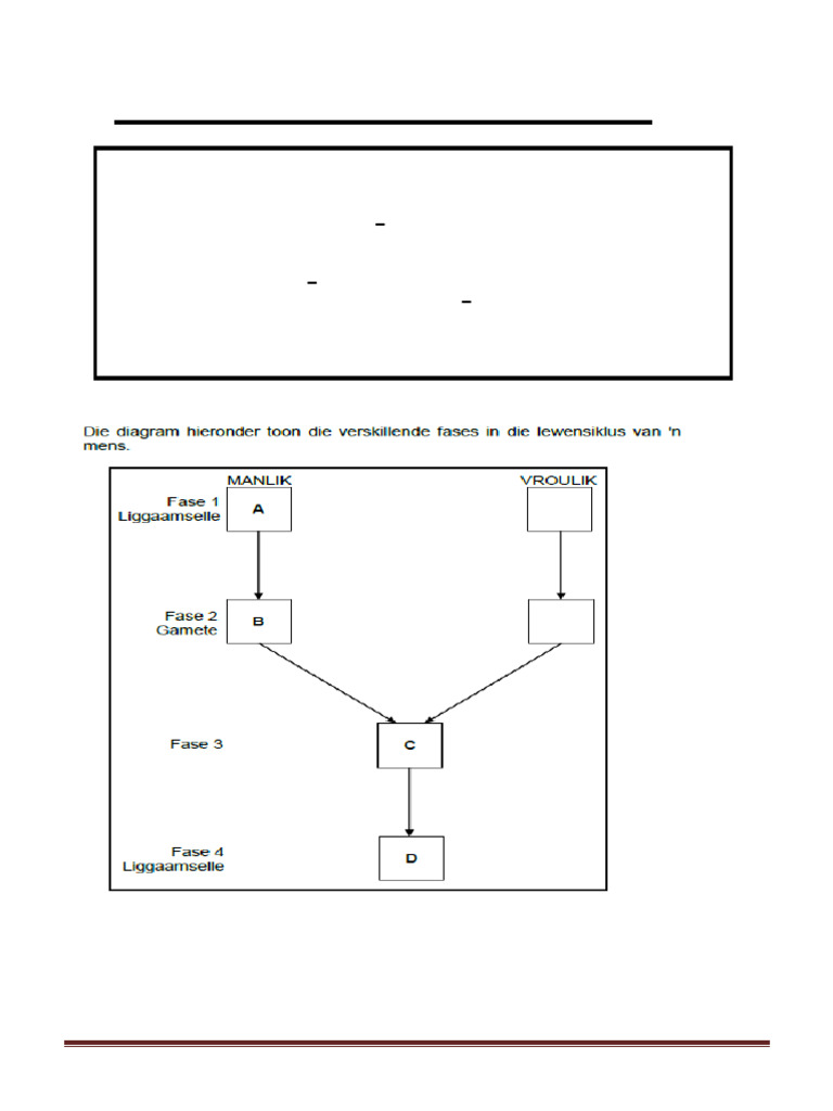 Menslike Voortplanting | PDF