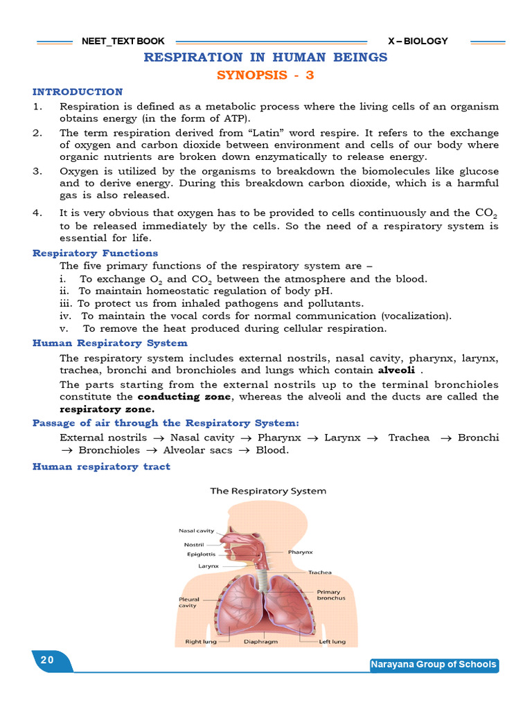 Mechanism of Breathing in Humans | PDF | Respiratory Tract ...