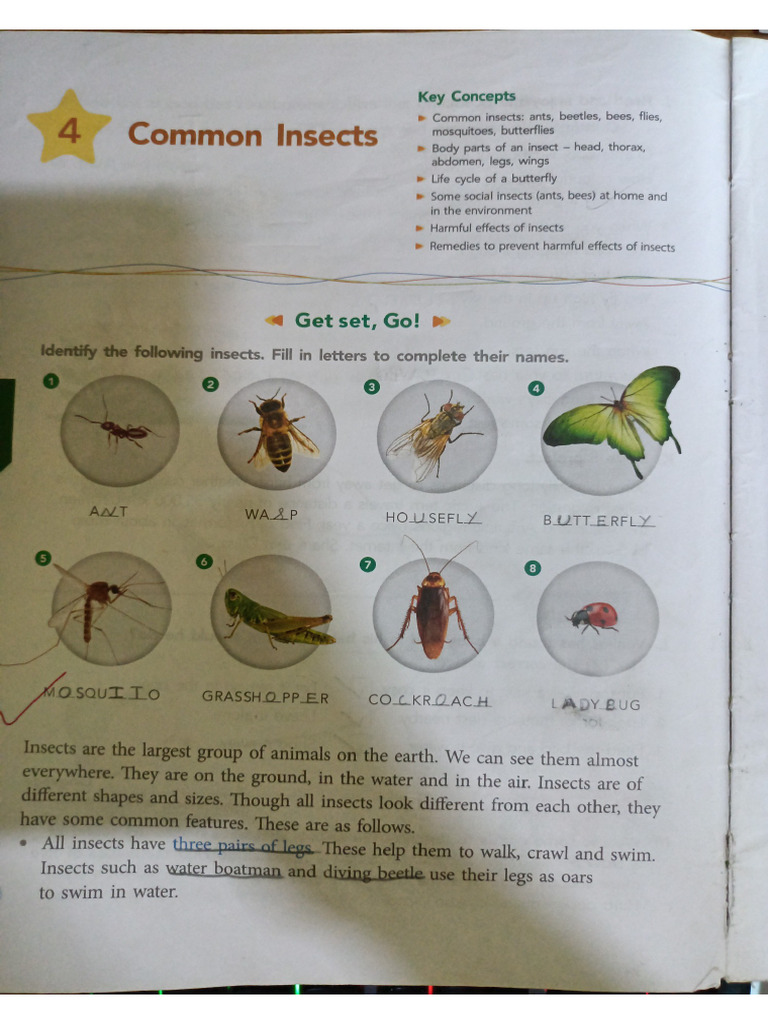 Common Insects TB | PDF