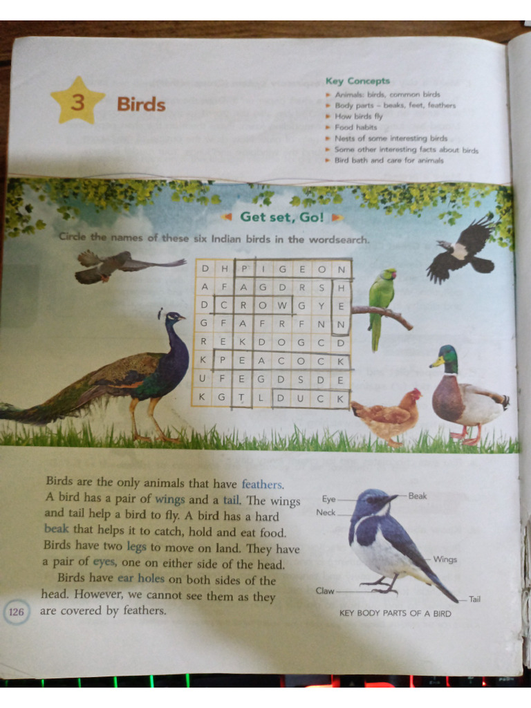 Birds TB | PDF