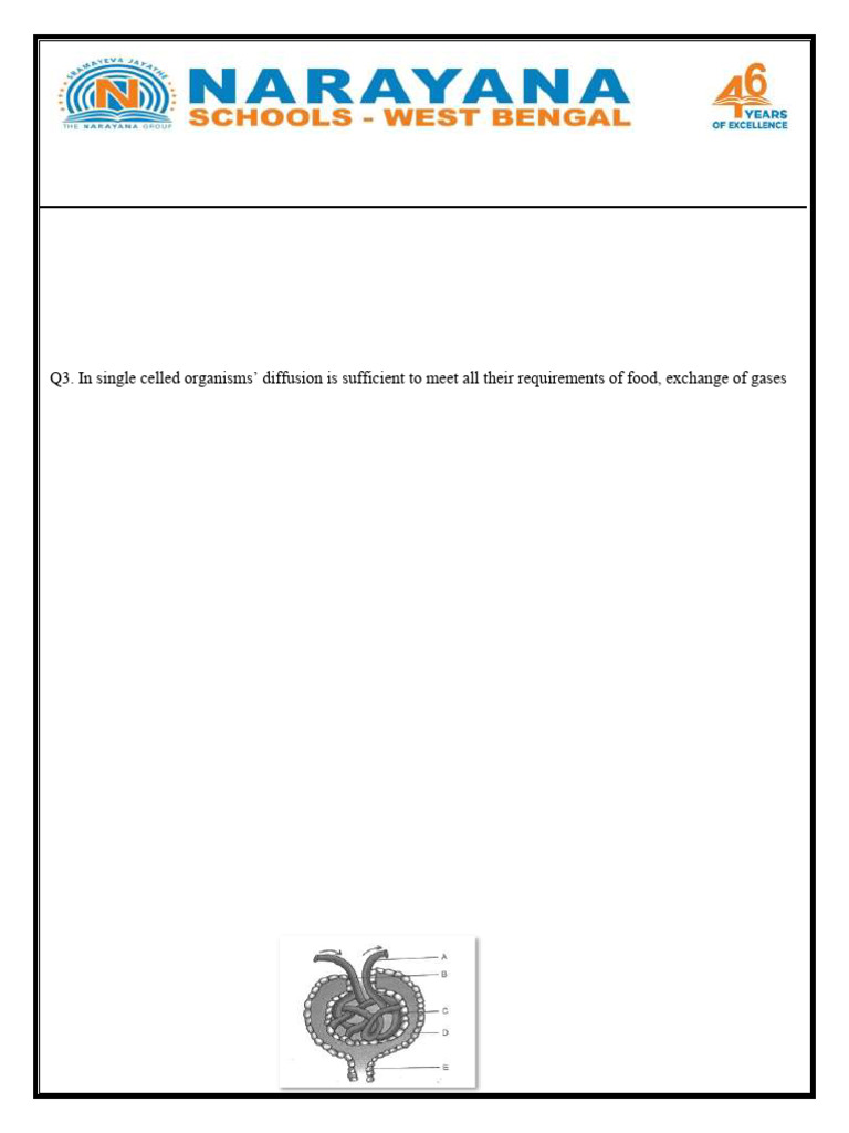 Class - X Science Summer Vacation HHW 2025-26 | PDF | Blood Type | Blood