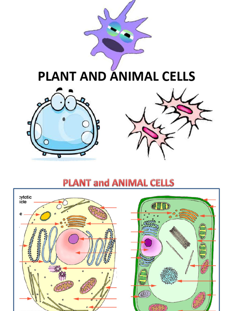 1 - Plant and Animal Cells | PDF | Cell (Biology) | Endoplasmic Reticulum
