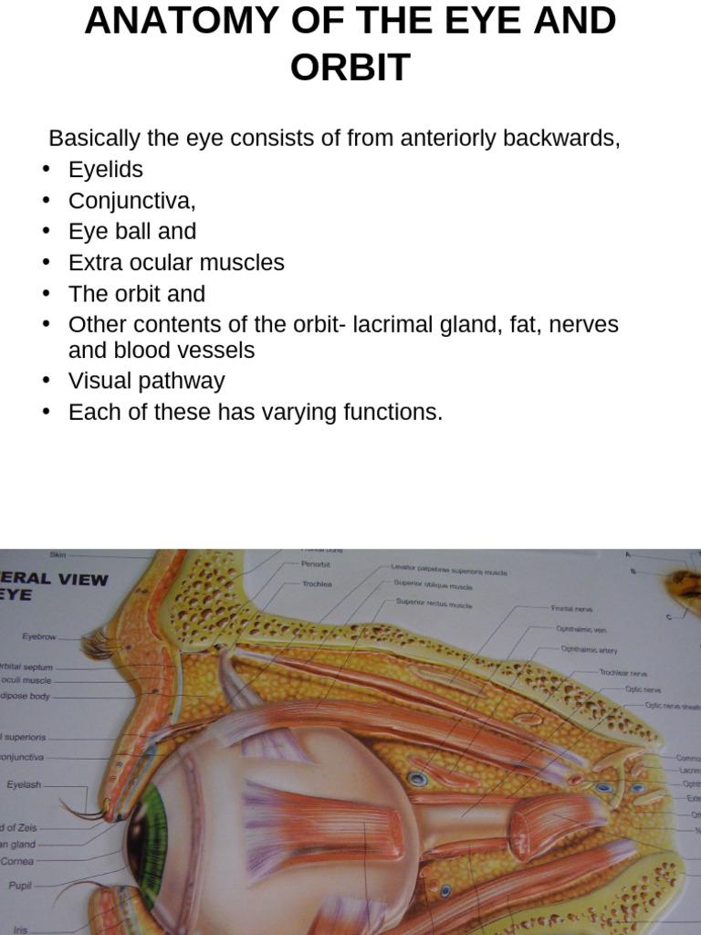 Anatomy Students | PDF | Human Eye | Nervous System